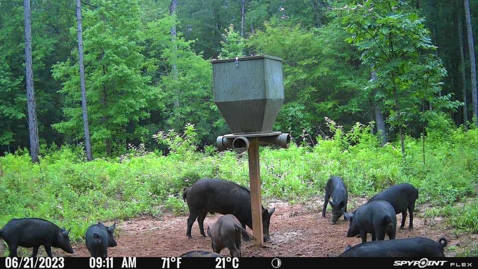 3 Day Wild Hog Hunt | Archery | Arlington, GA - HuntAnywhere