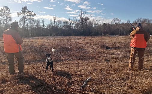 Full Day Quail Hunt | Shotgun | Snow Hill, NC - HuntAnywhere