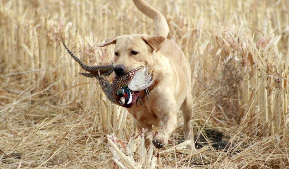 Different Types of Hunting Methods Explained - HuntAnywhere