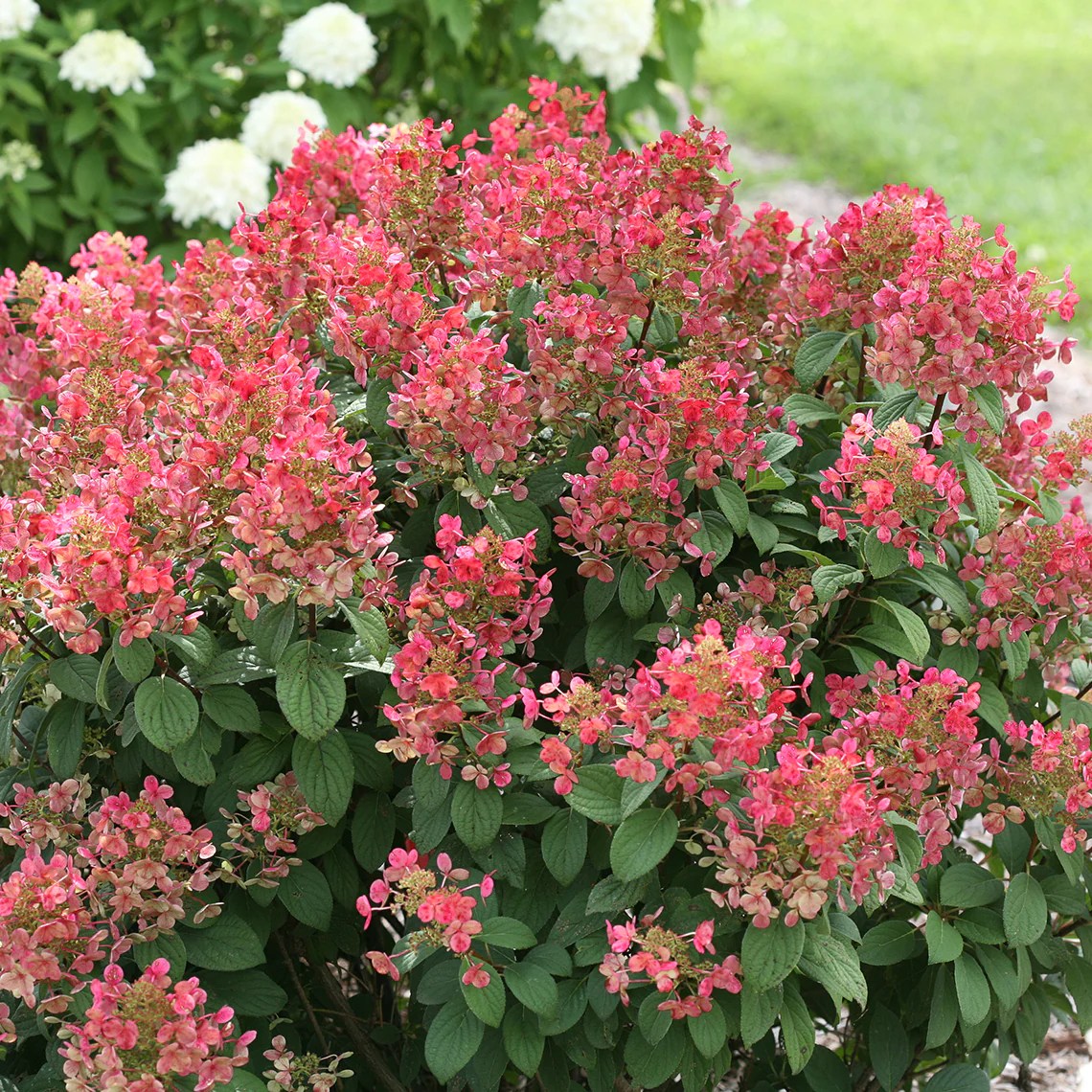 Little Quick Fire Panicle Hydrangea