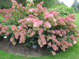 Hydrangea Paniculata Vanille Fraise Comprehensive Care And