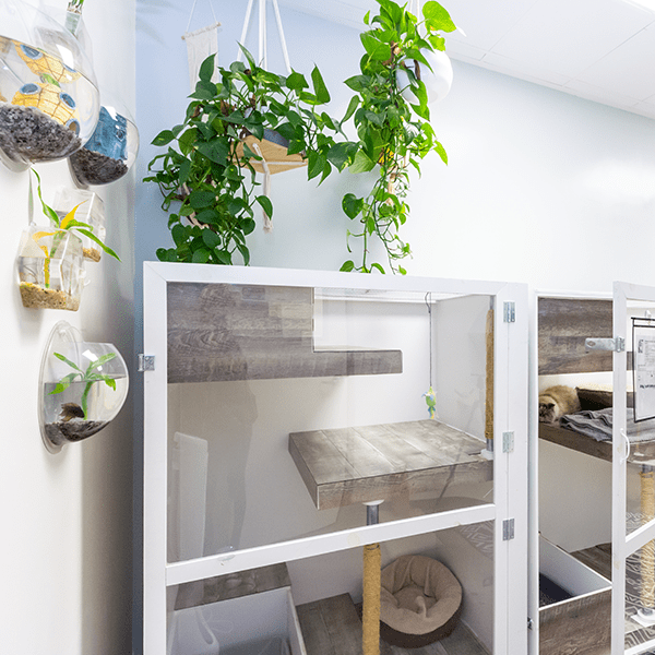 Gallery | Hydrant Pet Hotel