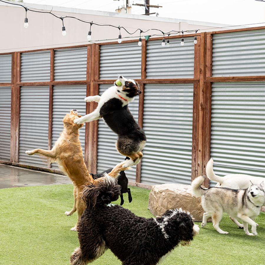 Gallery | Hydrant Pet Hotel