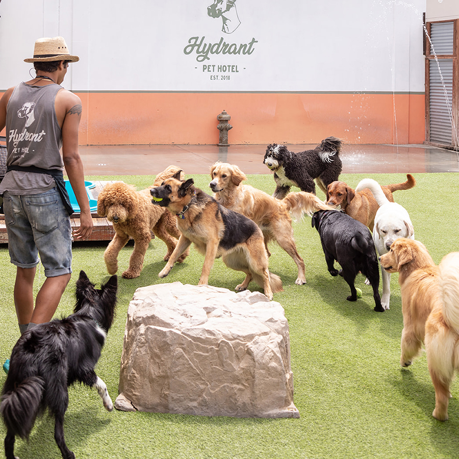 Gallery | Hydrant Pet Hotel