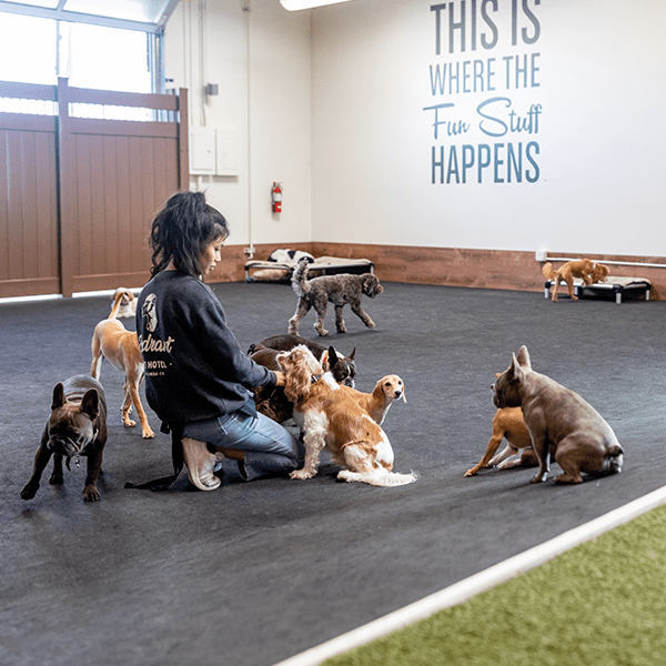 Gallery | Hydrant Pet Hotel