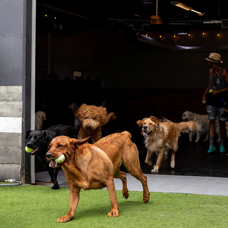 Gallery | Hydrant Pet Hotel