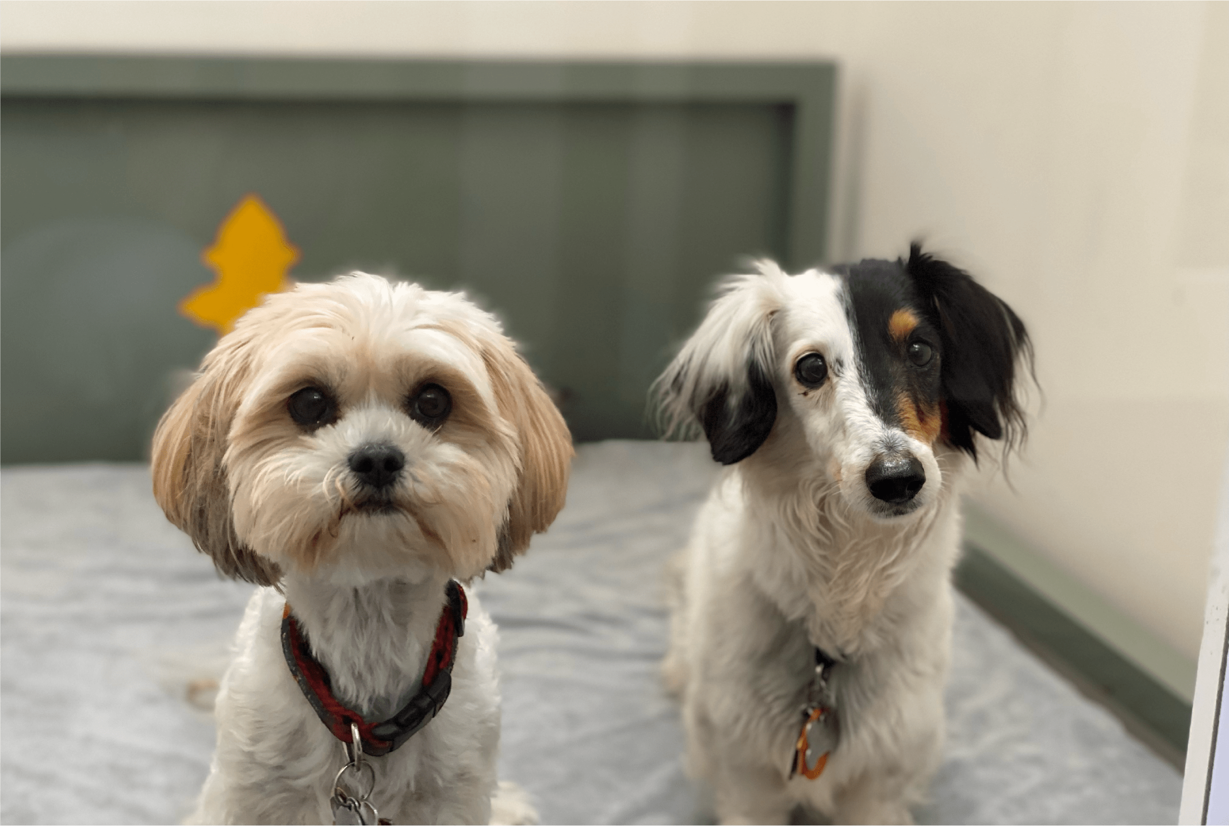 Boarding | Hydrant Pet Hotel