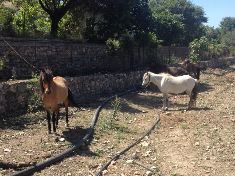 Το σπάνιο αλογάκι της Σκύρου | ΕΛΛΑΣ