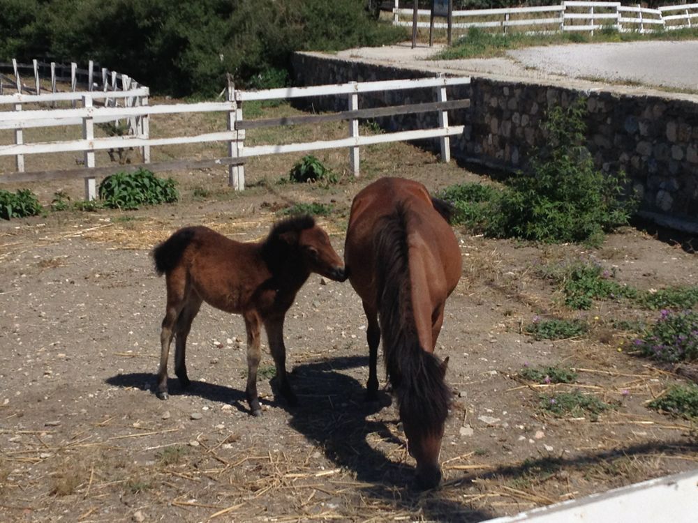 Το σπάνιο αλογάκι της Σκύρου | ΕΛΛΑΣ