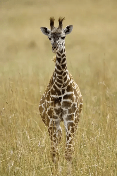 Baby Masai Giraffe