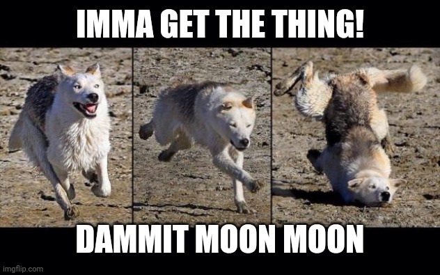 The Best 19 Dammit Moon Moon Moon Meme - utopianccpics