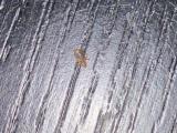Is This A Bed Bug R Bugidentification