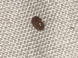 What Bug Is This R Bugidentification