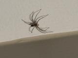 Spider R Insects