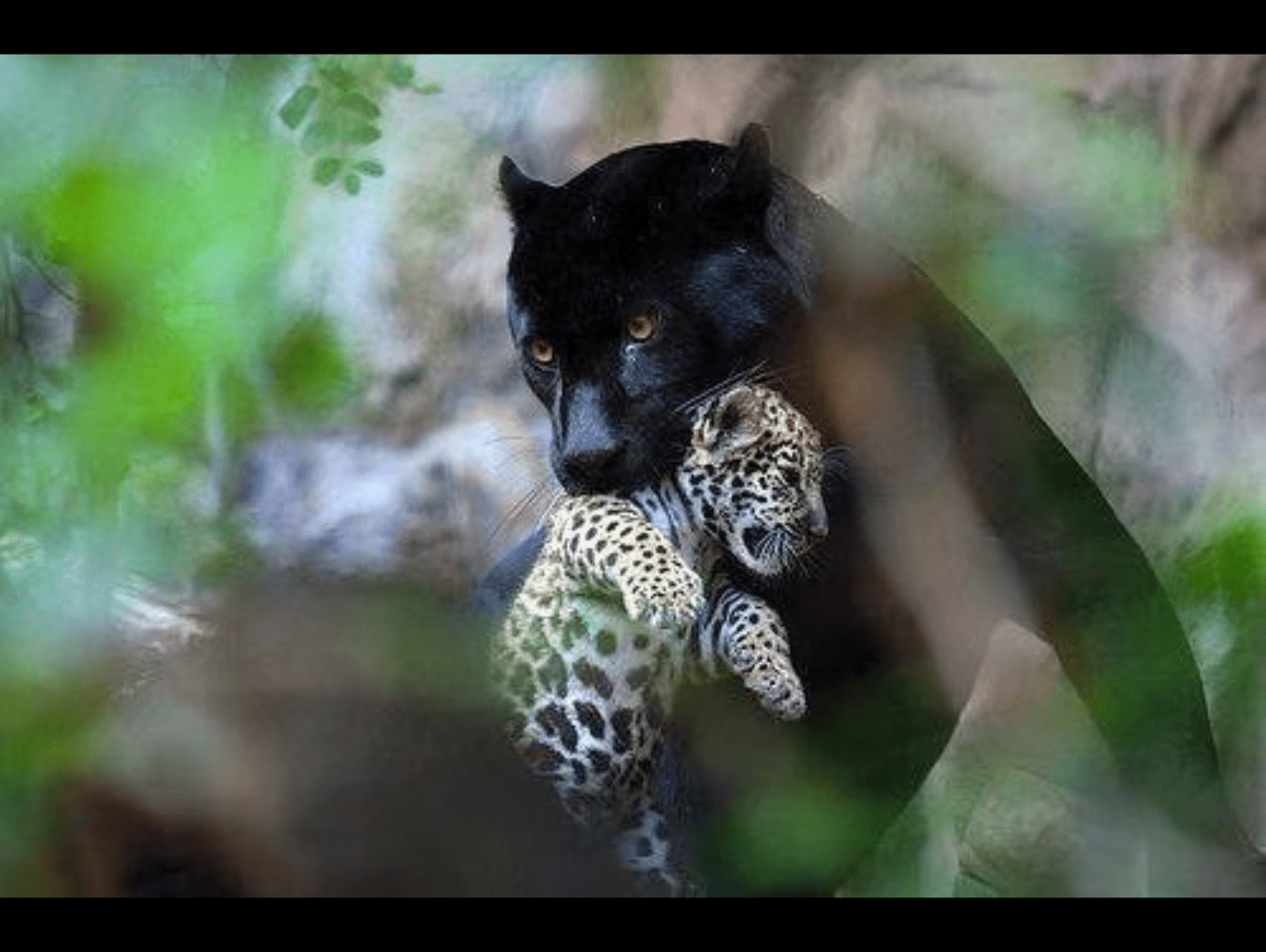 Black panther / melanistic Leopard (Panthera pardus) female with normal ...