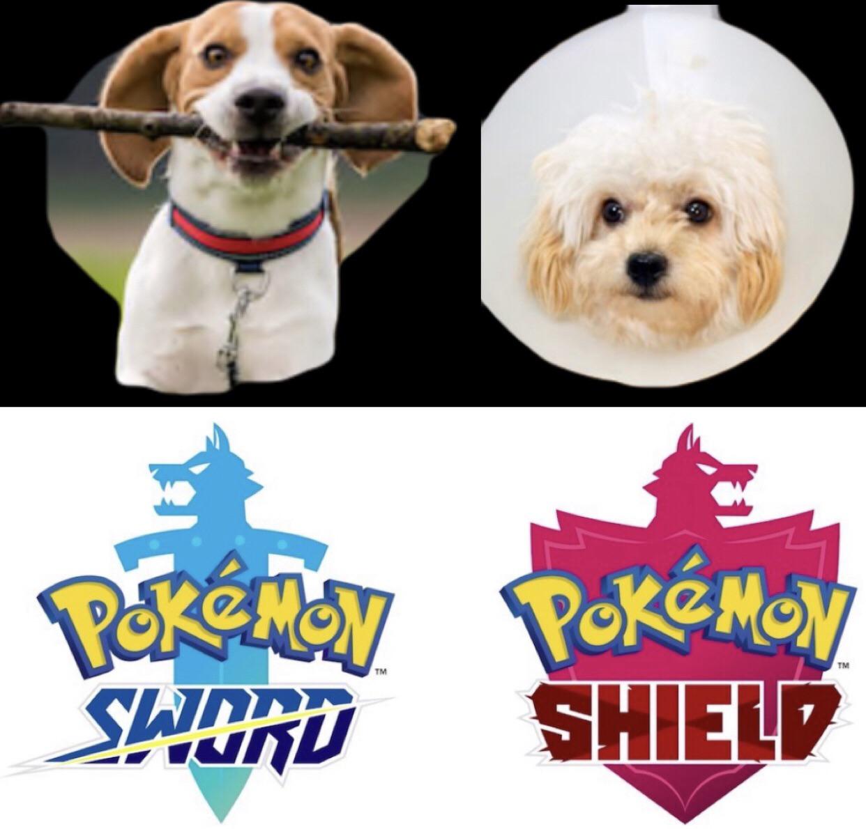 Pokemon Sword And Shield Dog Meme | BlaguesML