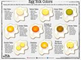 Egg Yolk Coloring Pages 2025