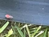 What Insect Is This R Insects