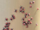 What Are These R Whatisthisbug
