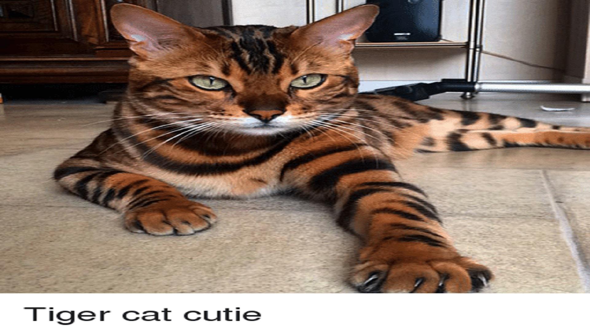 The cat is looking as a tiger and look so cutie [1920×1080] – HD Wallpapers