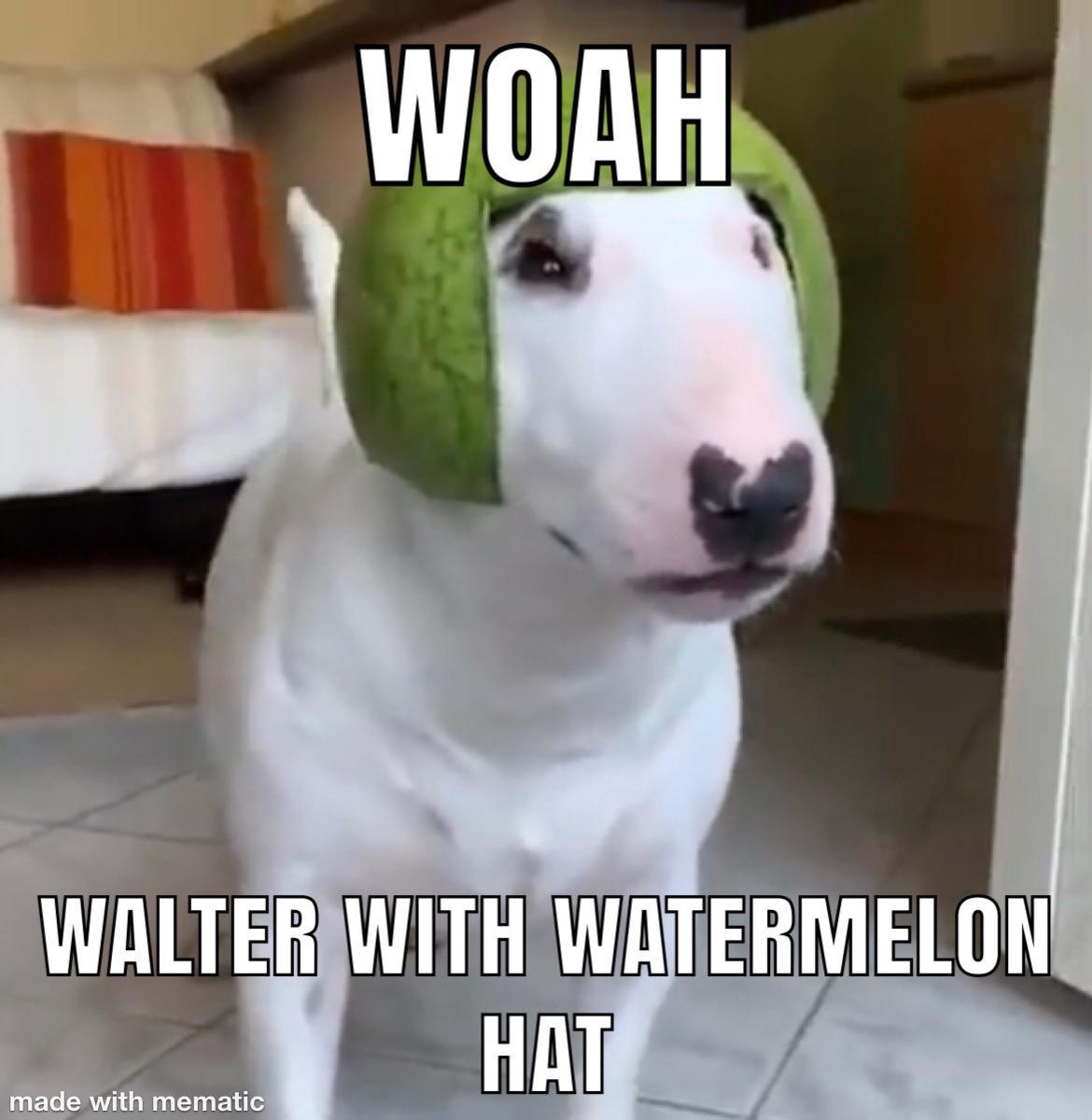 The Best 20 Walter Dog Meme Watermelon - hausermxpics