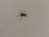 Spider Id R Spiders