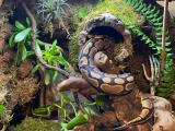 Ball Python Enclosure
