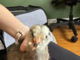 When To Trim Cross Beak R Backyardchickens