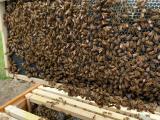 First Time Time Beekeeper First Inspection Any Advice Is Welcome We
