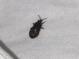 Can Someone Help Me Identify This Bug R Bugidentification