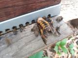 Wtf Need Some Bug Id Help R Beekeeping