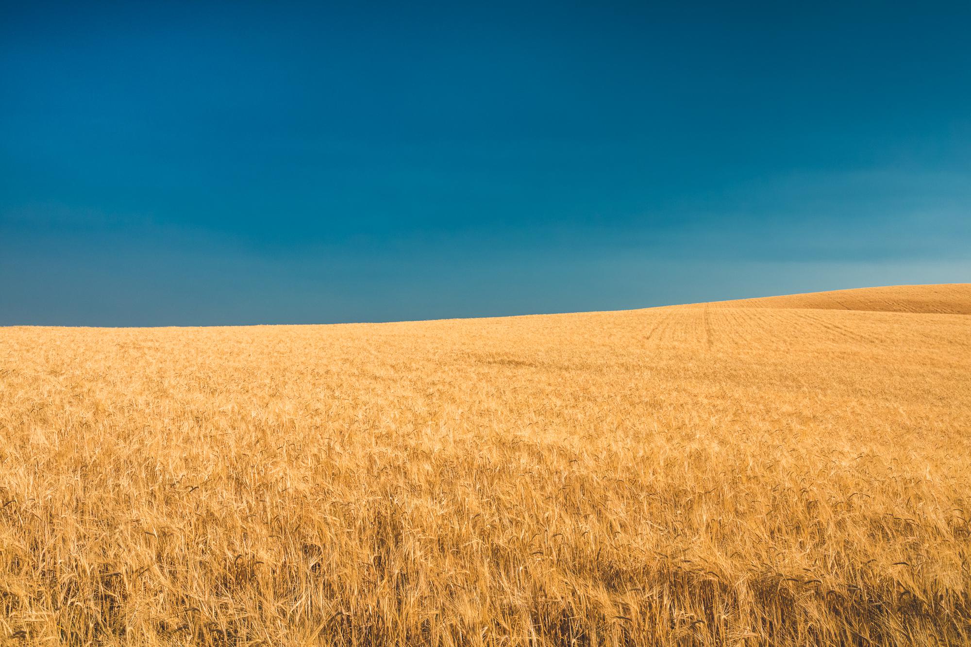 Fields of grain in Idaho [2000 x 1333] – Wallpaperable