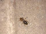 Bug R Whatsthisbug