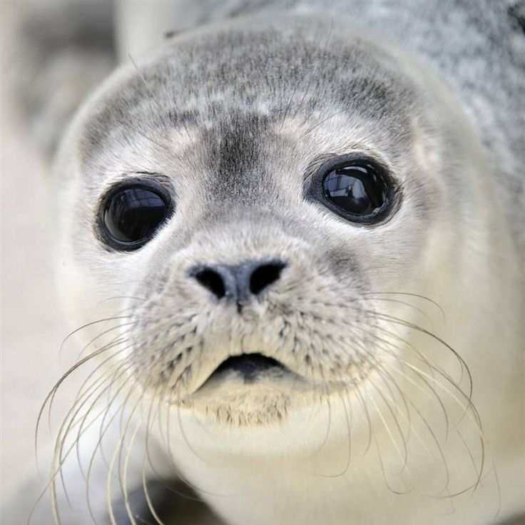 Python 3 Importerror No Module Named Setuptools Stack Overflow