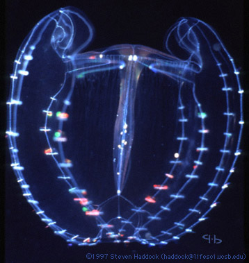 Python Pandas Merge Only Certain Columns Stack Overflow