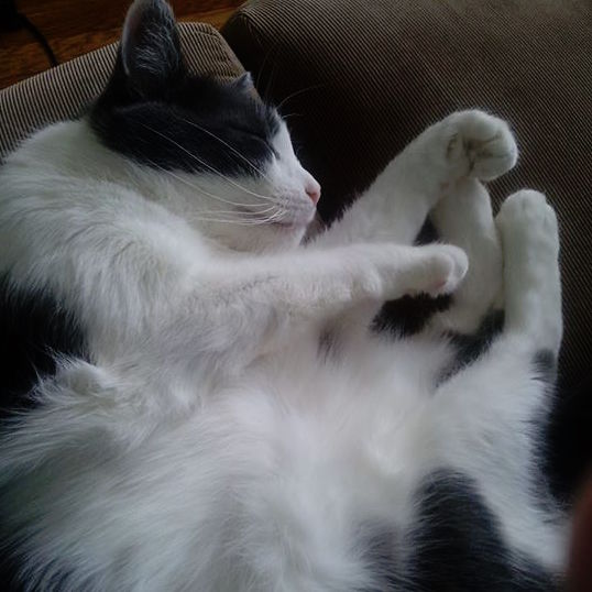 Python Evenly Distributing N Points On A Sphere Stack Overflow