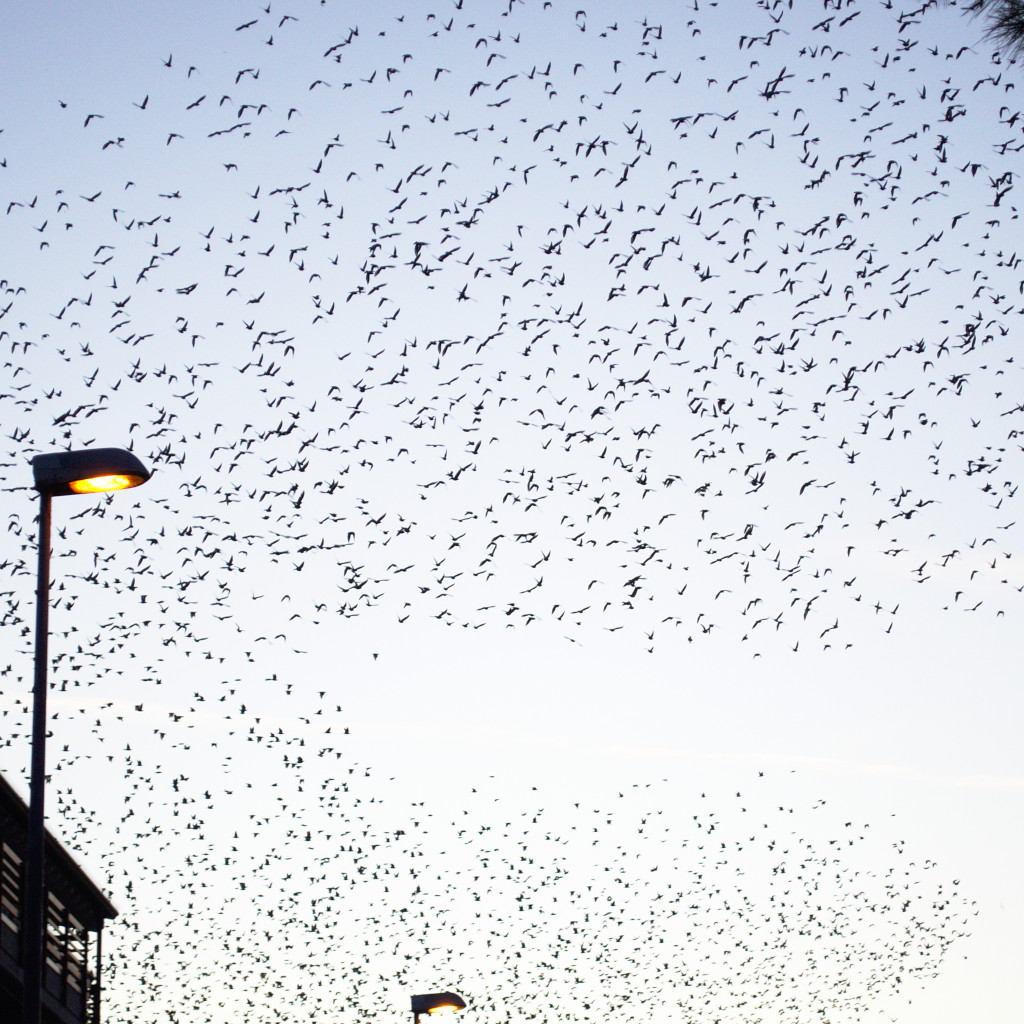 Python Count Number Of Occurrences Of A Substring In A String Stack