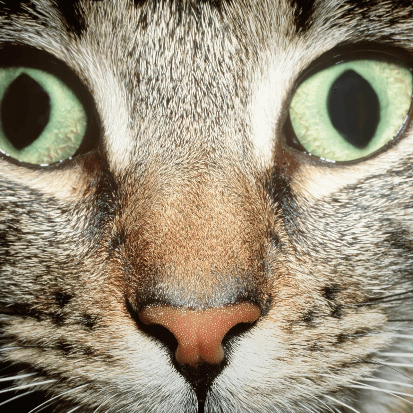 Sockets Interprocess Communication In Python Stack Overflow