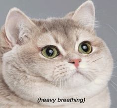 Github How To Duplicate A Git Repository Without Forking Stack