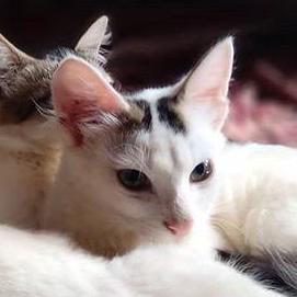 What Is The Difference Between Python And Ipython Stack Overflow