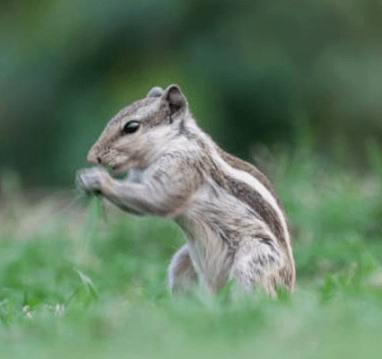 Declare An Array In Java Without Size Stack Overflow