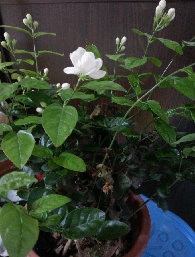 Github Relative Link In Markdown File Stack Overflow