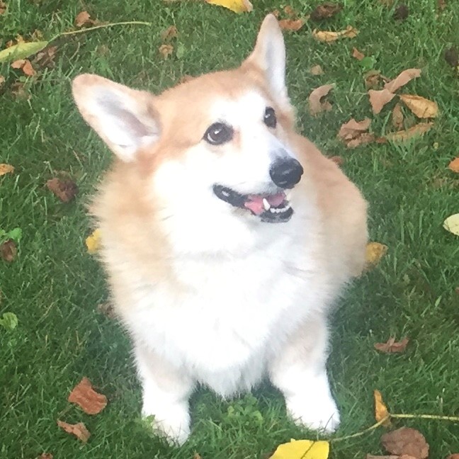 Python Penup Stack Overflow