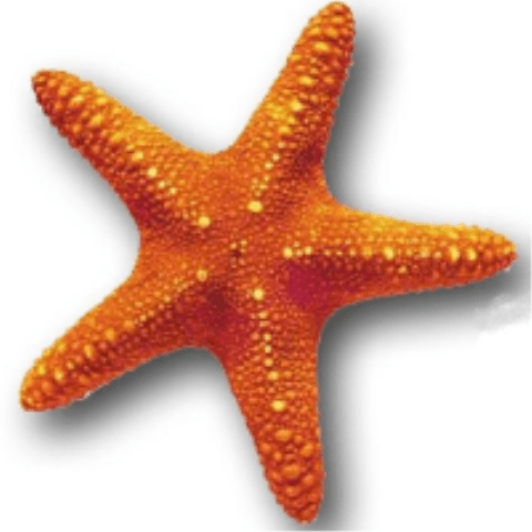 If Statement How To Do If Else In Thymeleaf Stack Overflow