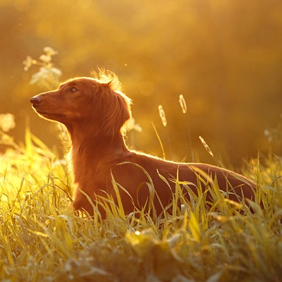 Java Util Objects Isnull Vs Object Null Stack Overflow