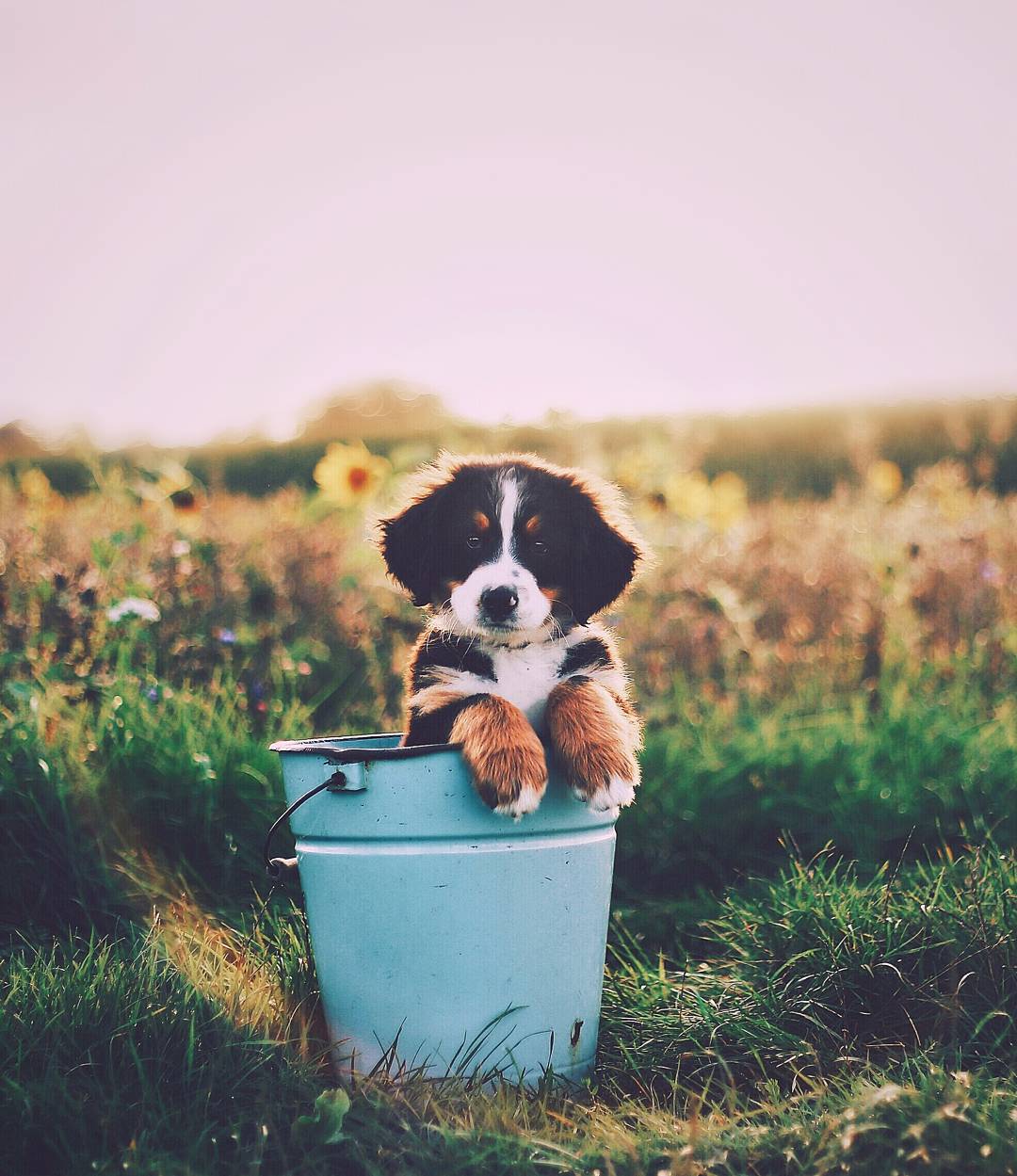 Java Regex For Checking If A String Is Strictly Alphanumeric Stack