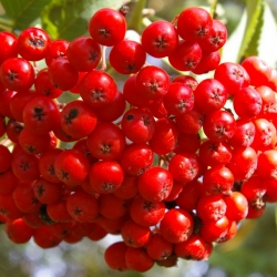 Php Random String Generator Stack Overflow