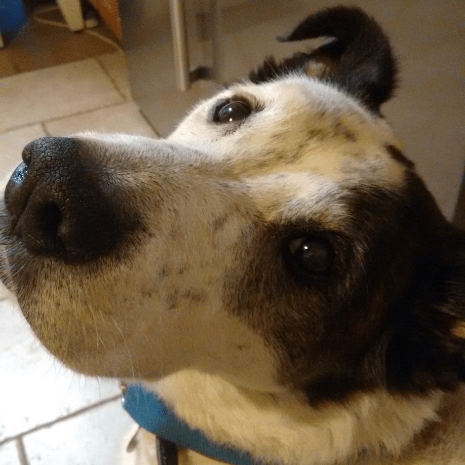 Call And Receive Output From Python Script In Java Stack Overflow