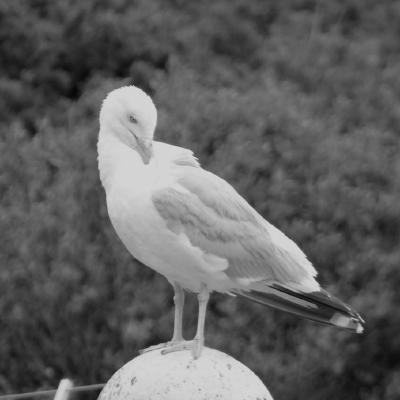 Java How To Avoid Staleelementreferenceexception In Selenium