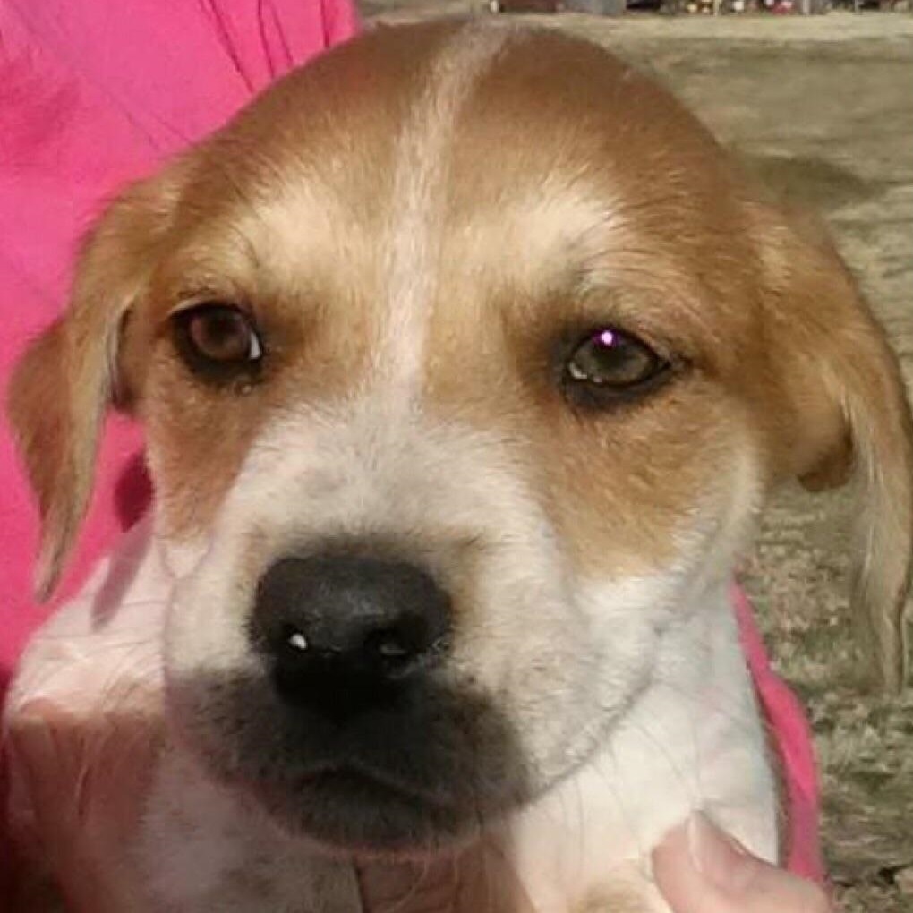 Utf 8 Python Requests Get Returns Improperly Decoded Text Instead